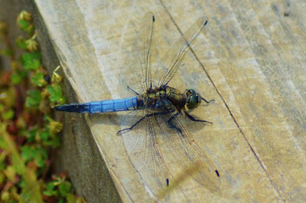 Activities – Visit Hatherleigh